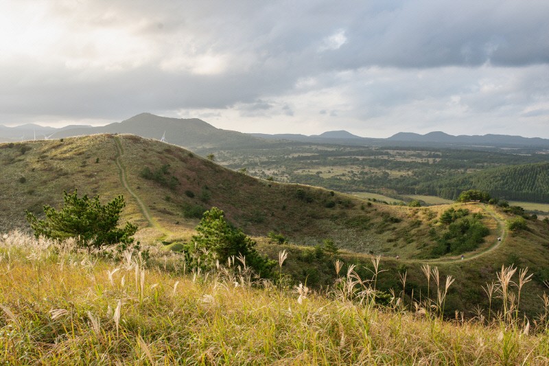 Jeju’s Best Silver Grass Spots: A Guide to the Island’s Most Scenic ...