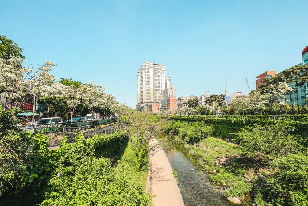 Exploring Seoul on Two Wheels: 5 Scenic Ddareungi Routes