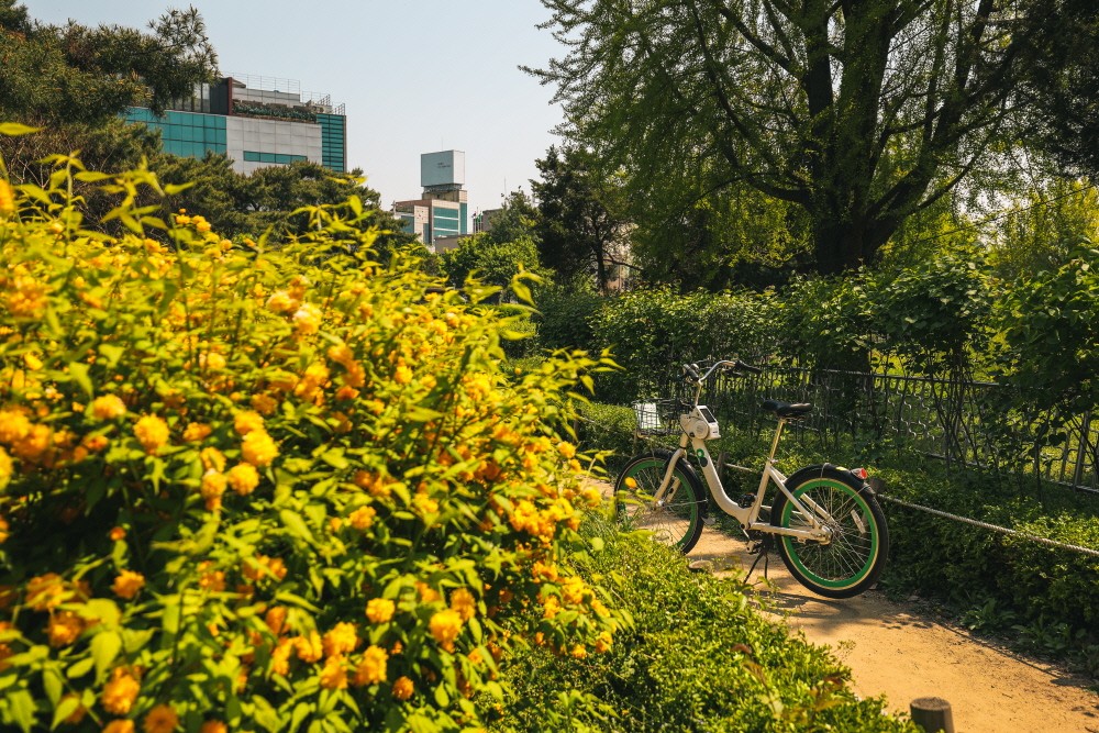 Exploring Seoul on Two Wheels: 5 Scenic Ddareungi Routes