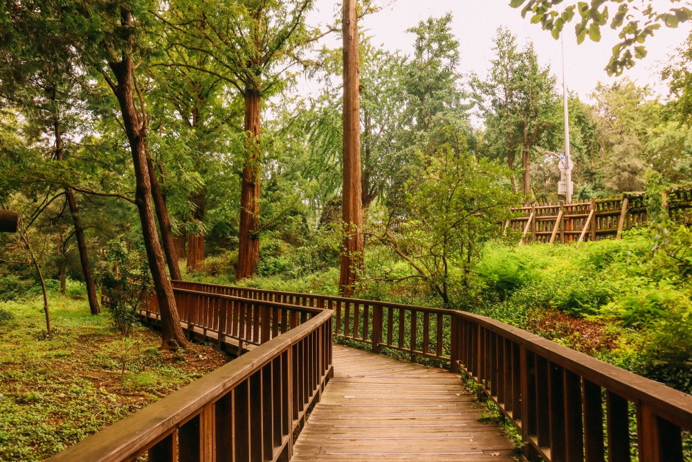 10 Peaceful Forest Trails to Escape Within Seoul