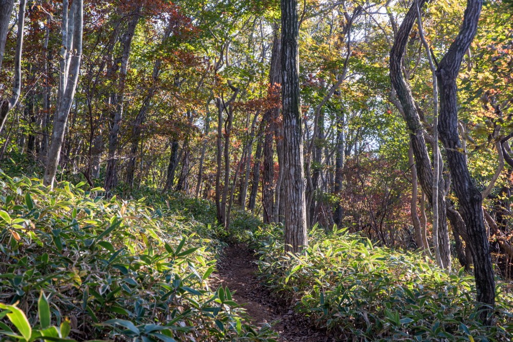 Into Jeju’s Primeval Forests: Hidden Trails Worth Exploring