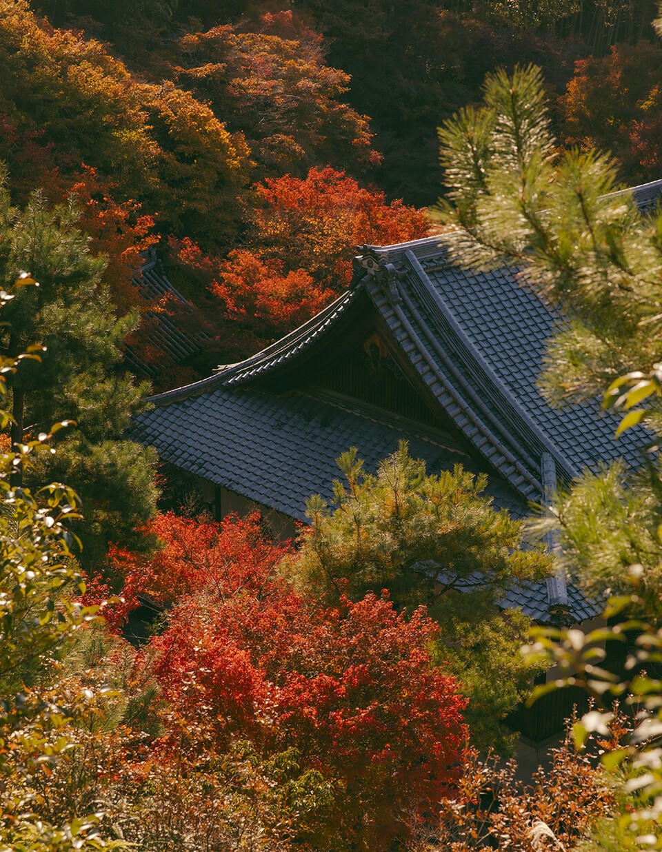 Where to Experience Kyoto in Autumn: Temples, Gardens, and Timeless Views