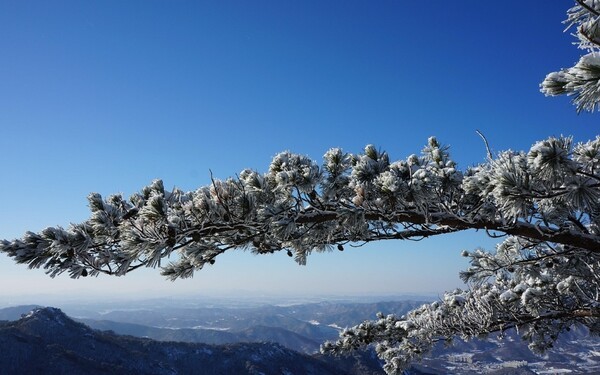 Seoul Weather in January 2026: Cold Snaps, Dry Air, and What to Expect