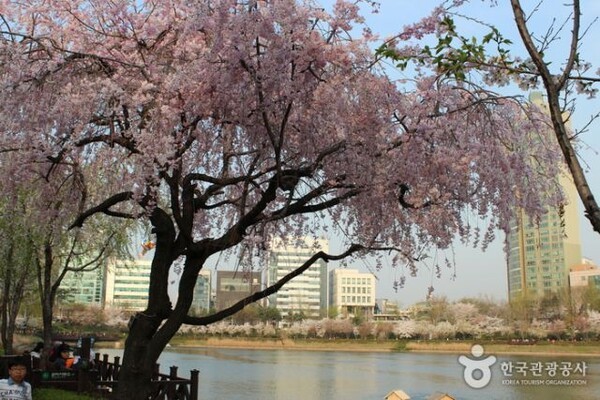 Seoul Weather in April: Mild Spring Days With Large Temperature Swings ...