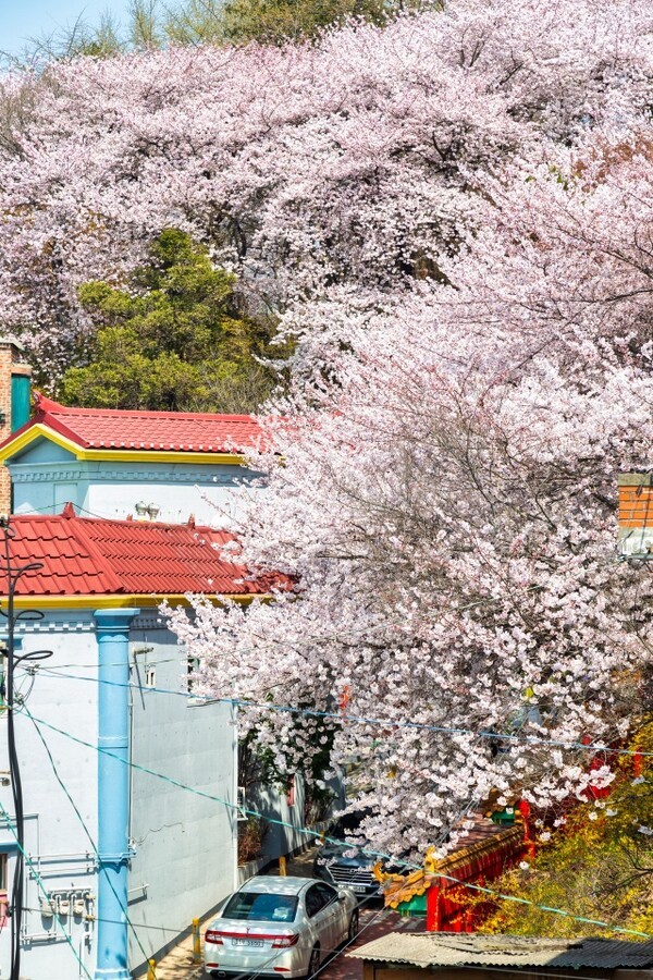 Best Night Cherry Blossom Spots in Incheon: 4 Hidden Spring ...
